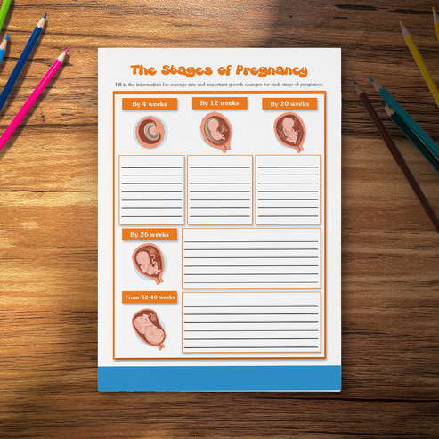 The Stages of Pregnancy PSHE Worksheet | 1decision – Nurture Hub